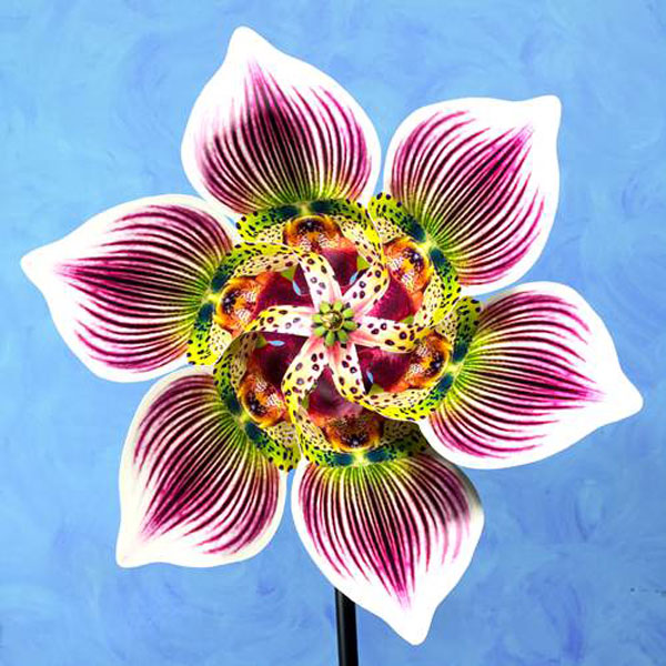 Lady Slipper Orchid Pinwheel - The Terry Janis Collection